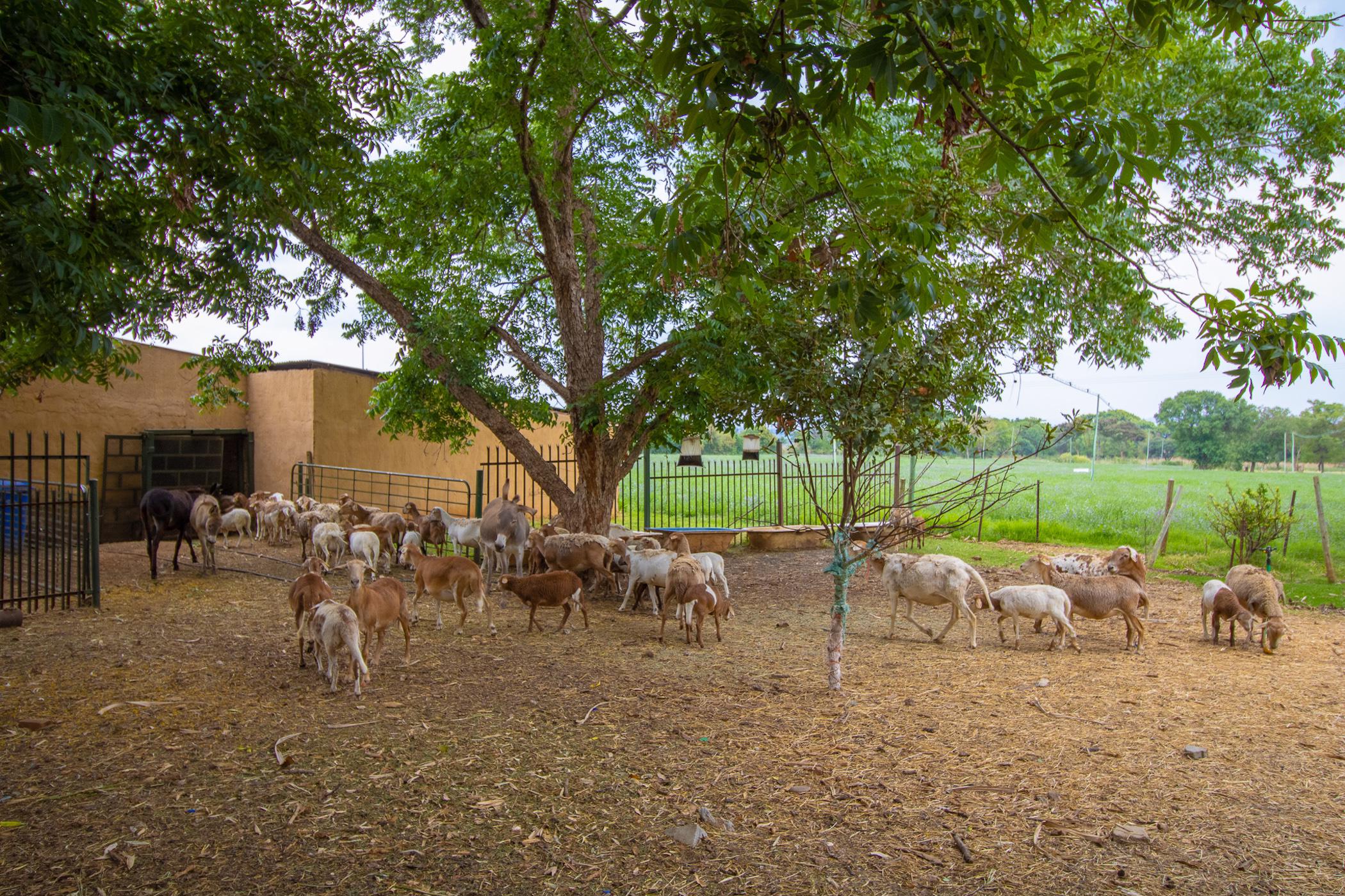 6 hectare Mixed Use Farm For Sale | Zandfontein (Hartbeespoort ...