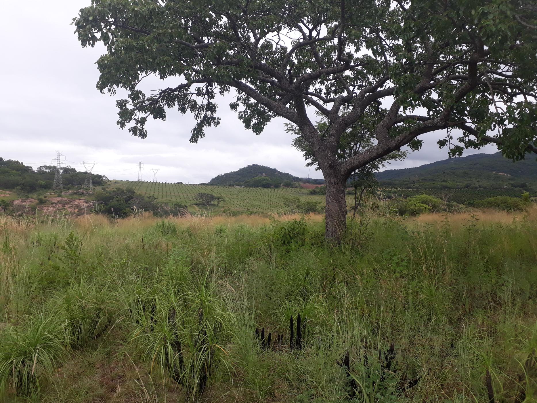 25.4 hectare Farm Vacant Land For Sale | Nelspruit (Mbombela ...