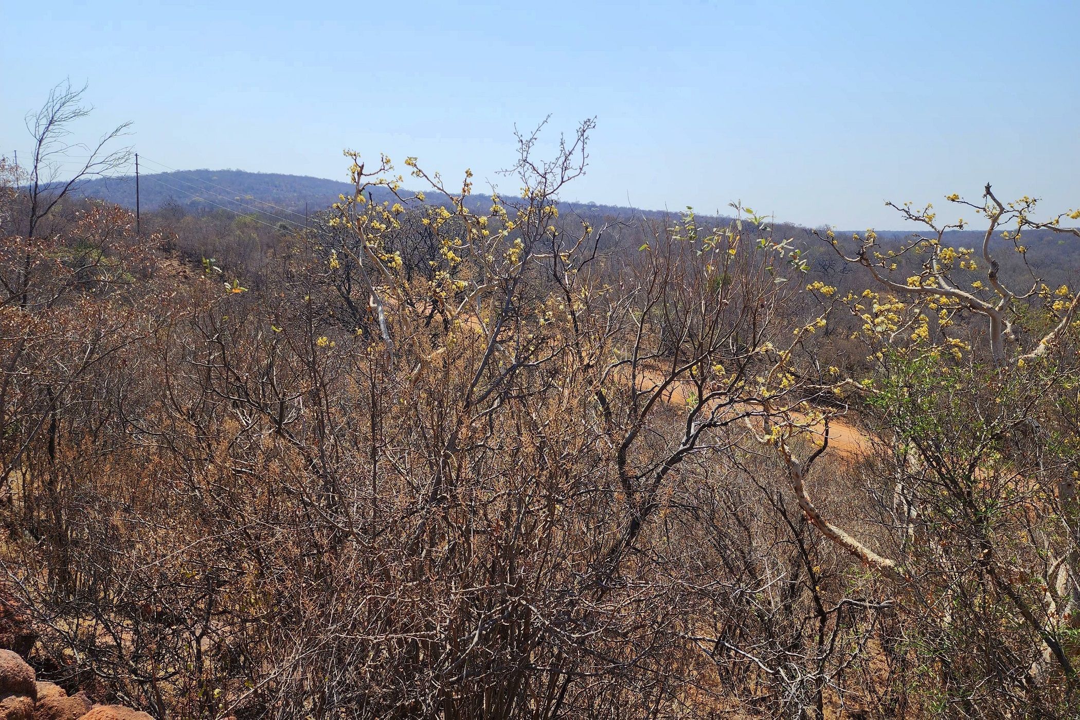 1 hectare Vacant Land For Sale | Ellisras (Lephalale) | 1ER1588996 ...