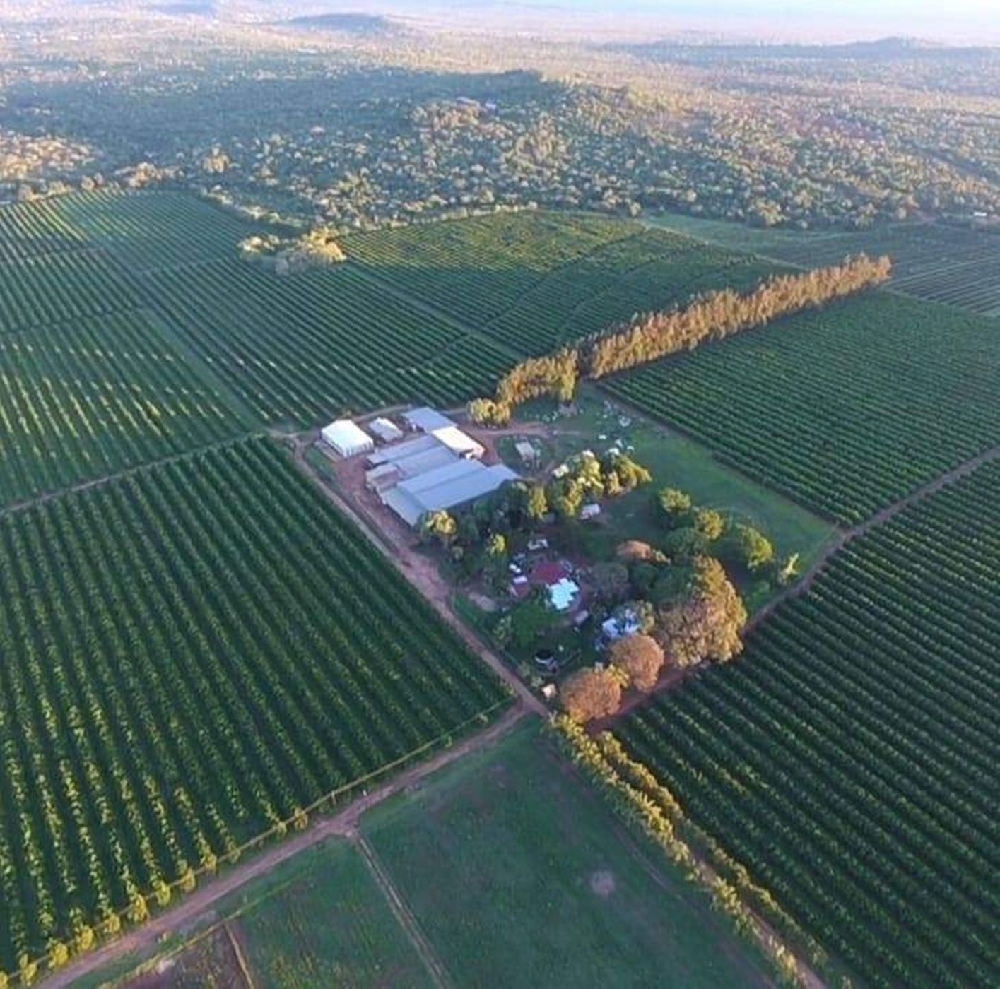 448 82 Hectare Fruit Farm For Sale Makhado Louis Trichardt