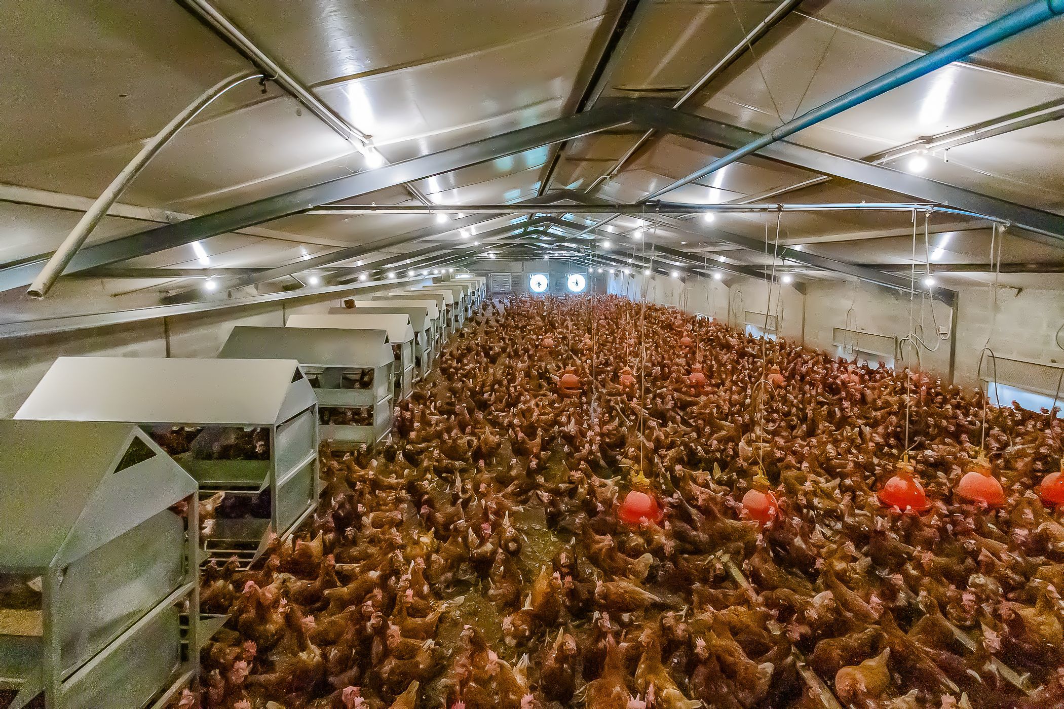 5.6 hectare Poultry Farm For Sale | Klapmuts | TK1609533 | Pam Golding ...