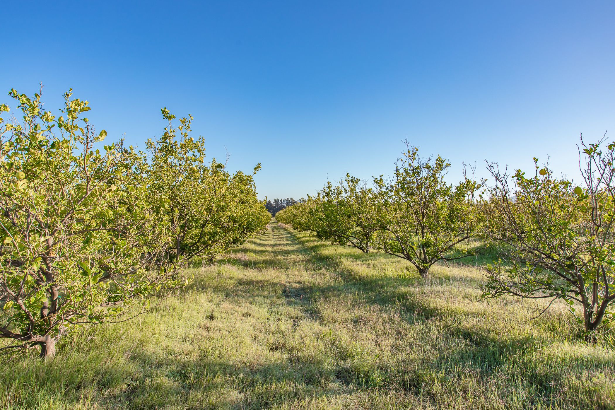 55.6 hectare Mixed Use Farm For Sale | Klapmuts | TK1613981 | Pam ...