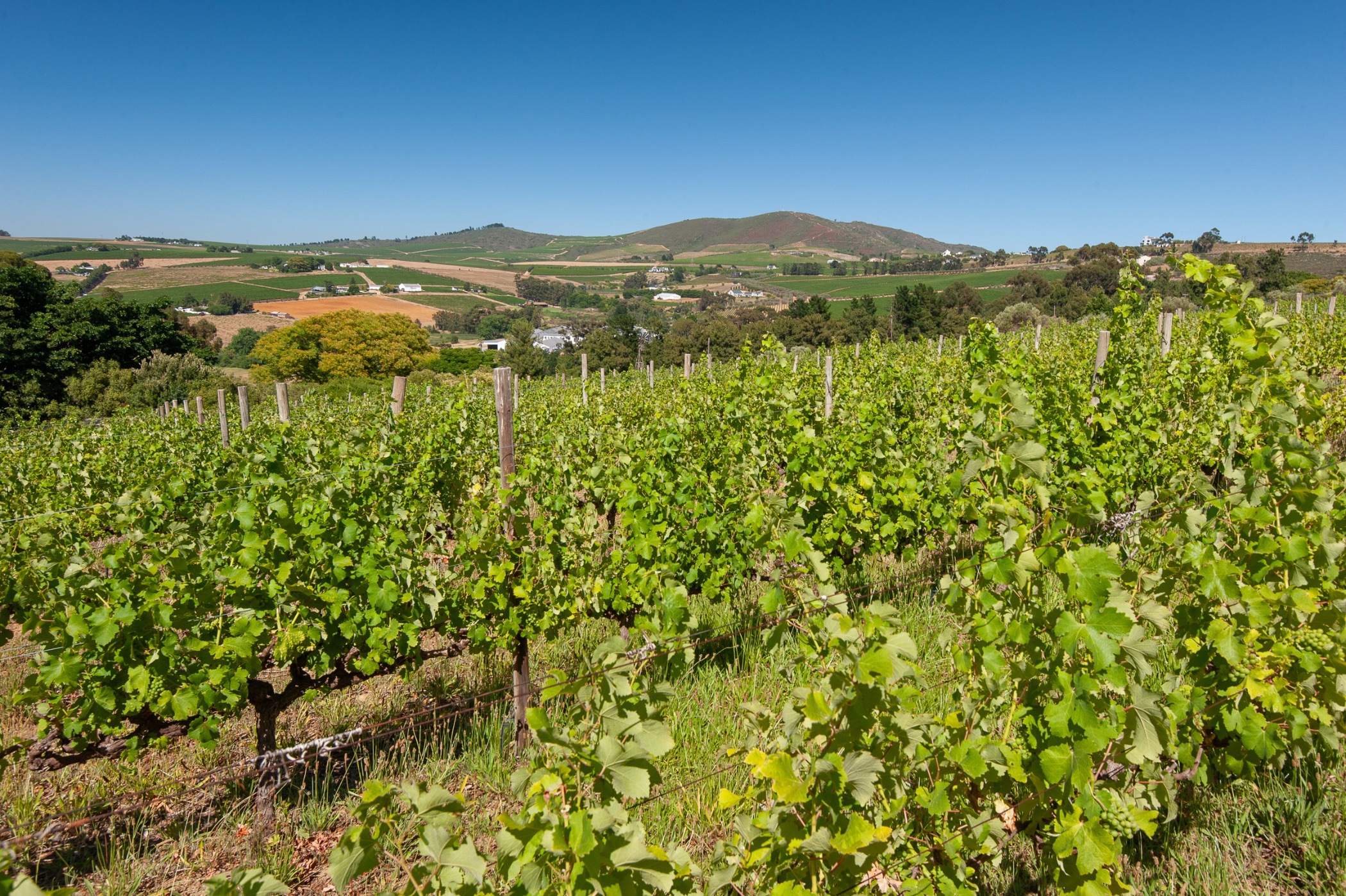 3.31 hectare Wine Farm For Sale | Stellenbosch Farms | ST1643901 | Pam ...
