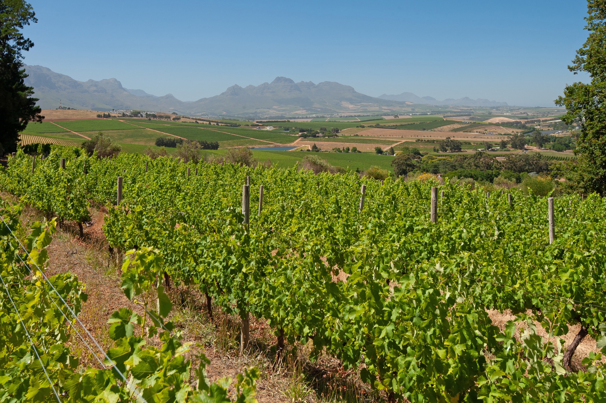 3.31 hectare Wine Farm For Sale | Stellenbosch Farms | ST1643901 | Pam ...