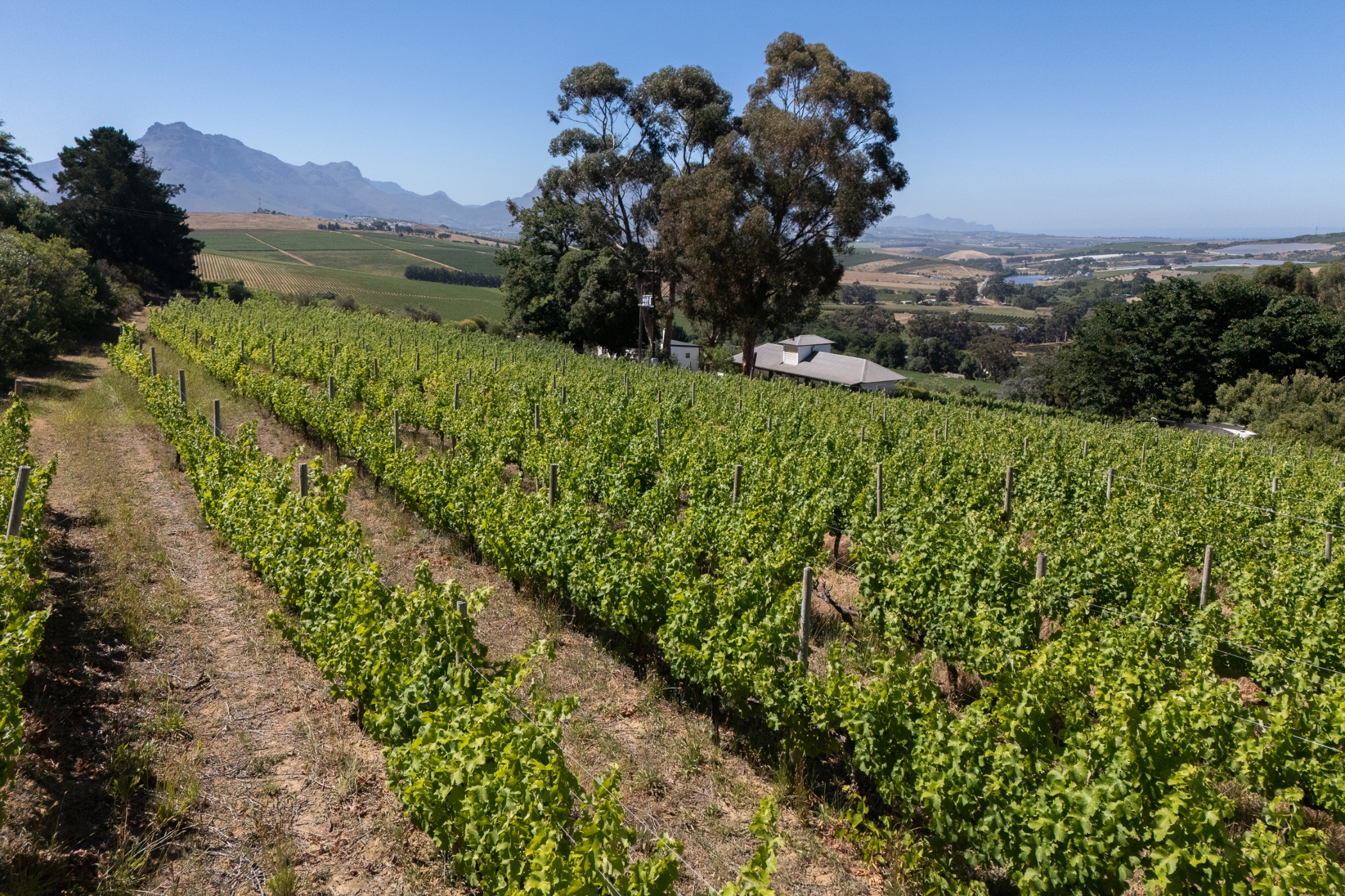 3.31 hectare Wine Farm For Sale | Stellenbosch Farms | ST1643901 | Pam ...