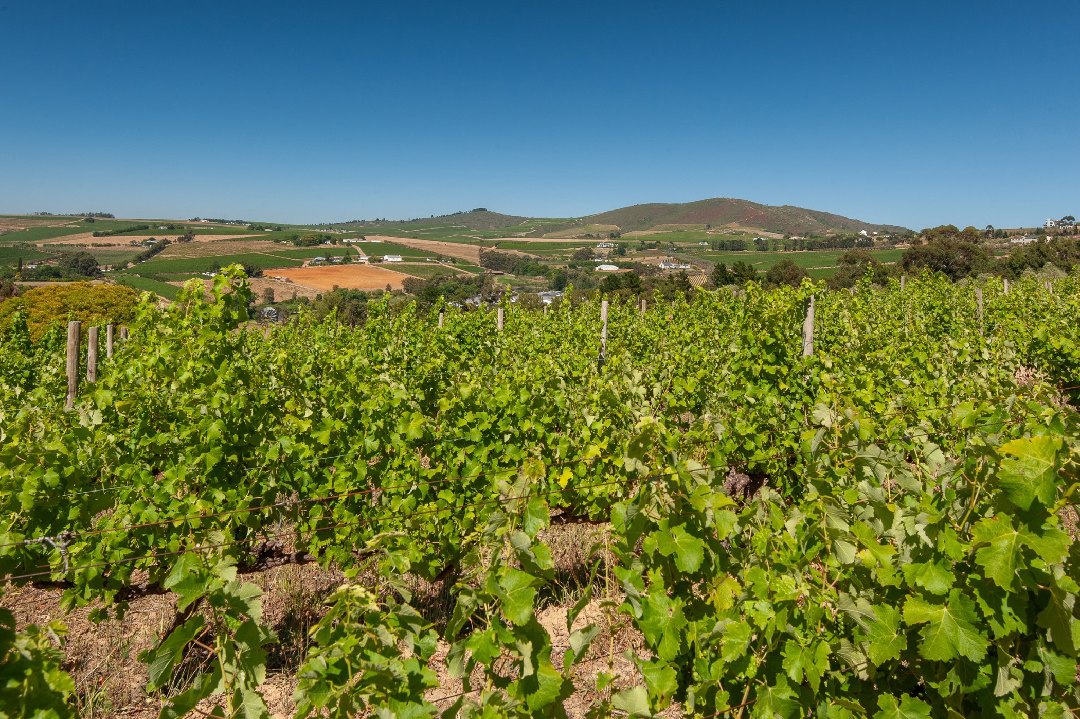 3.31 hectare Wine Farm For Sale | Stellenbosch Farms | ST1643901 | Pam ...