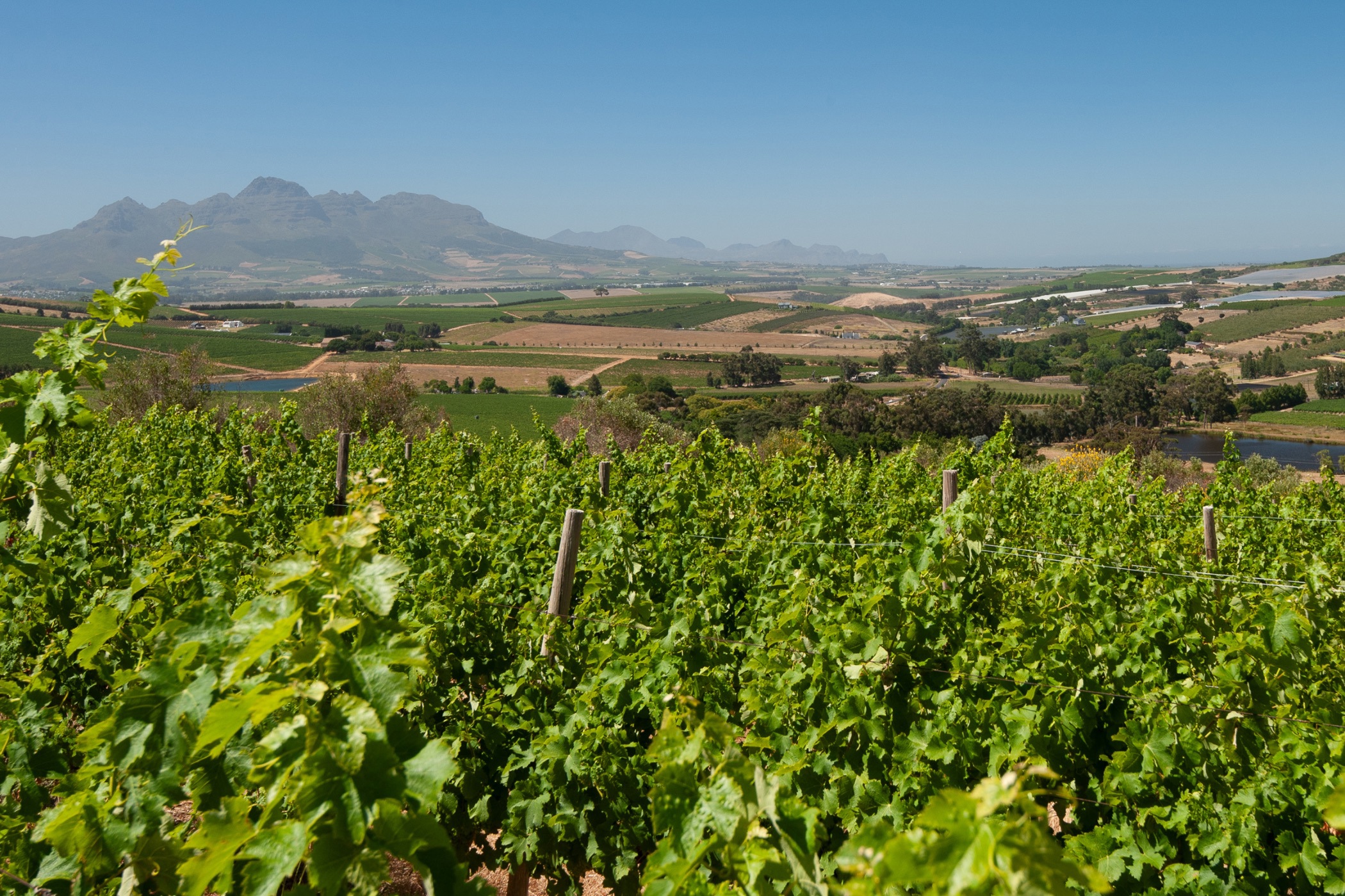 3.31 hectare Wine Farm For Sale | Stellenbosch Farms | ST1643901 | Pam ...