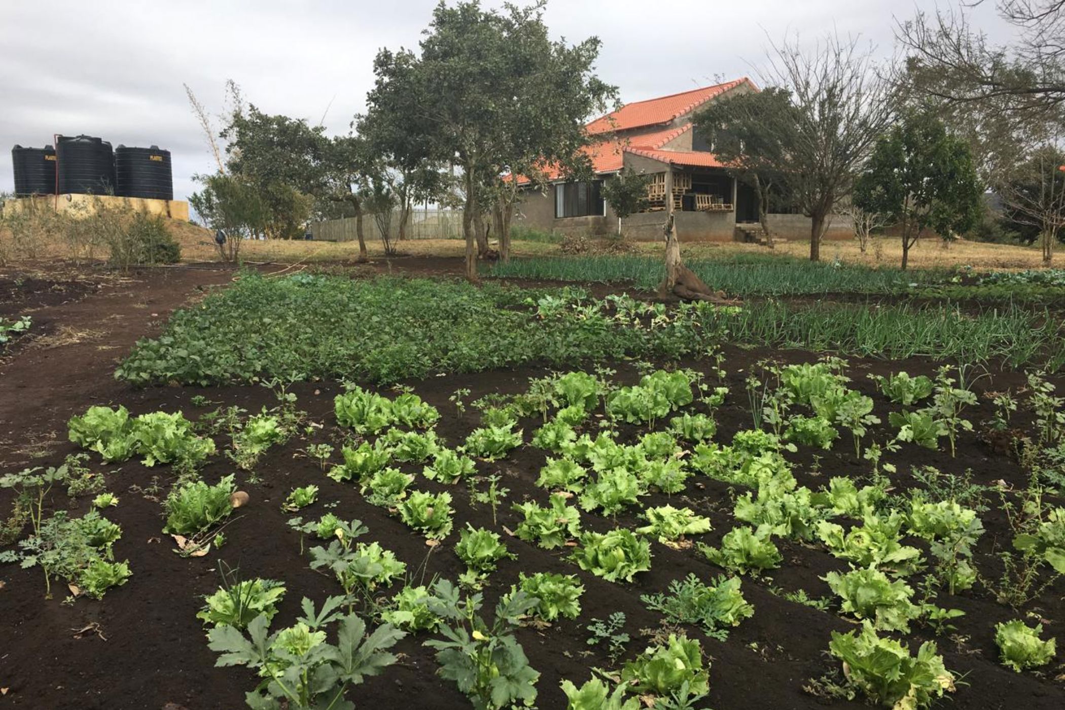 1.8 hectare Farm Vacant Land For Sale | Namaacha (Mozambique ...